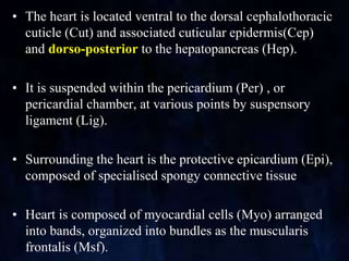 Circulatory system of Penaeid shrimp | PPTX