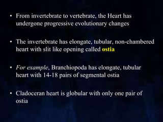 Circulatory system of Penaeid shrimp | PPTX