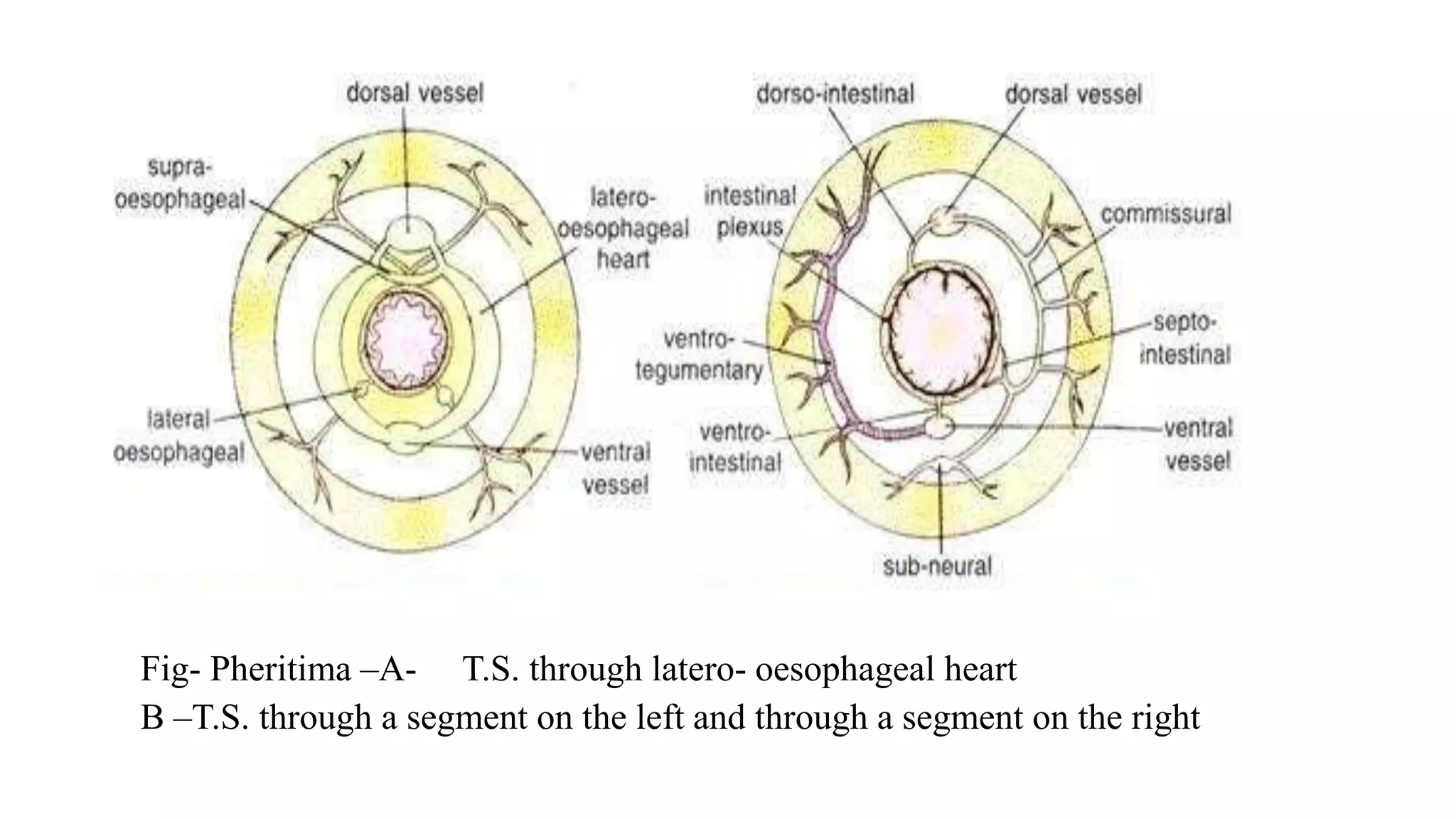 Circulatory system of earthworm | PPTX | Blood Disorders | Diseases and ...