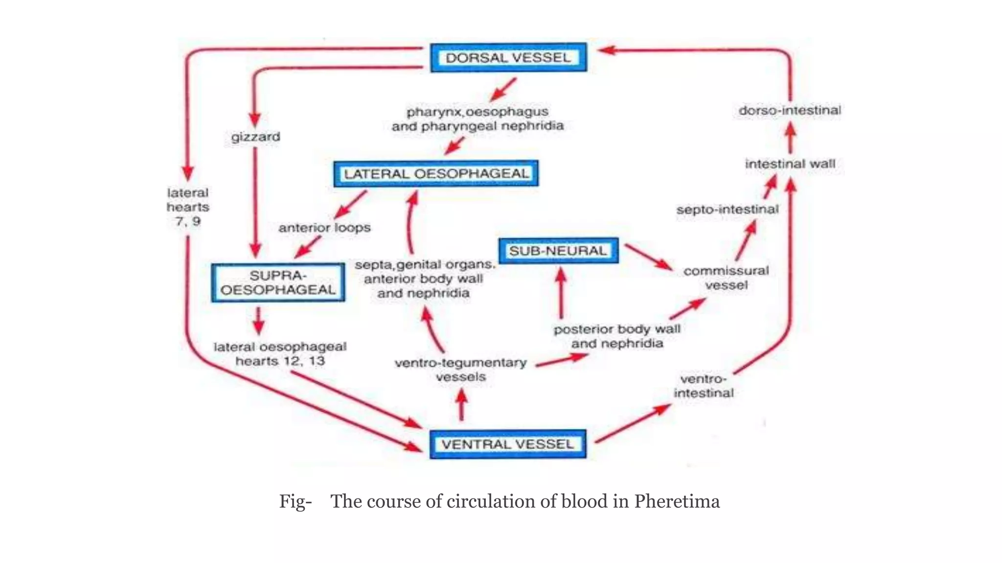 Circulatory system of earthworm | PPTX | Blood Disorders | Diseases and ...