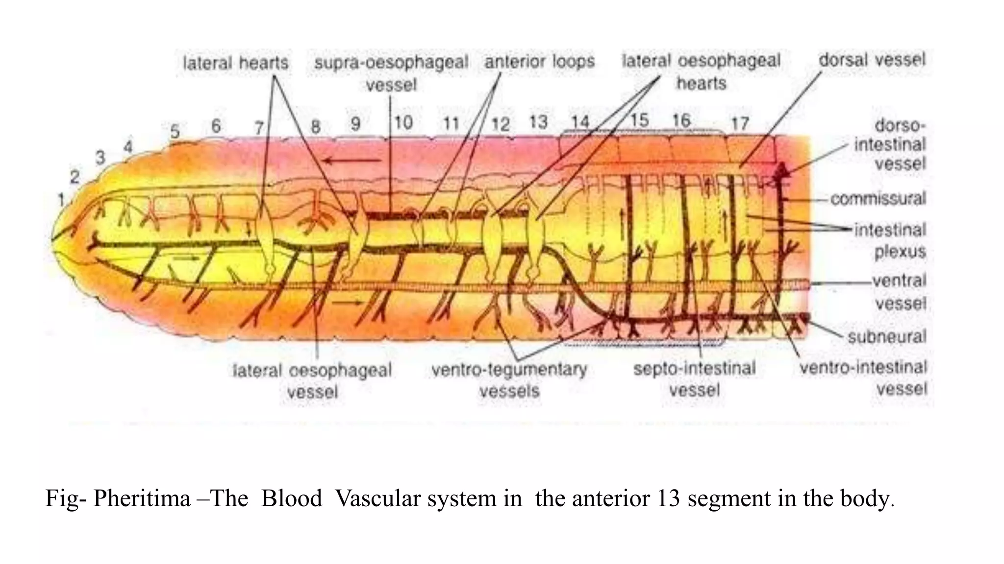 Circulatory system of earthworm | PPTX | Blood Disorders | Diseases and ...