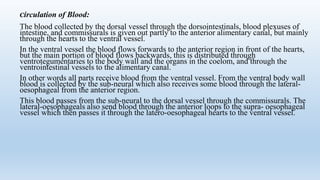 Circulatory system of earthworm | PPTX