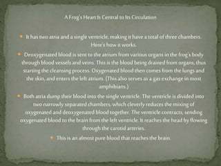 Circulatory system of frog | PPTX