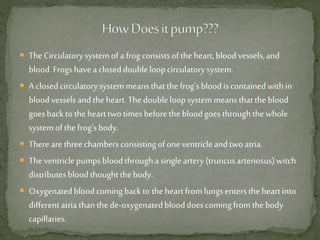 Circulatory system of frog | PPTX