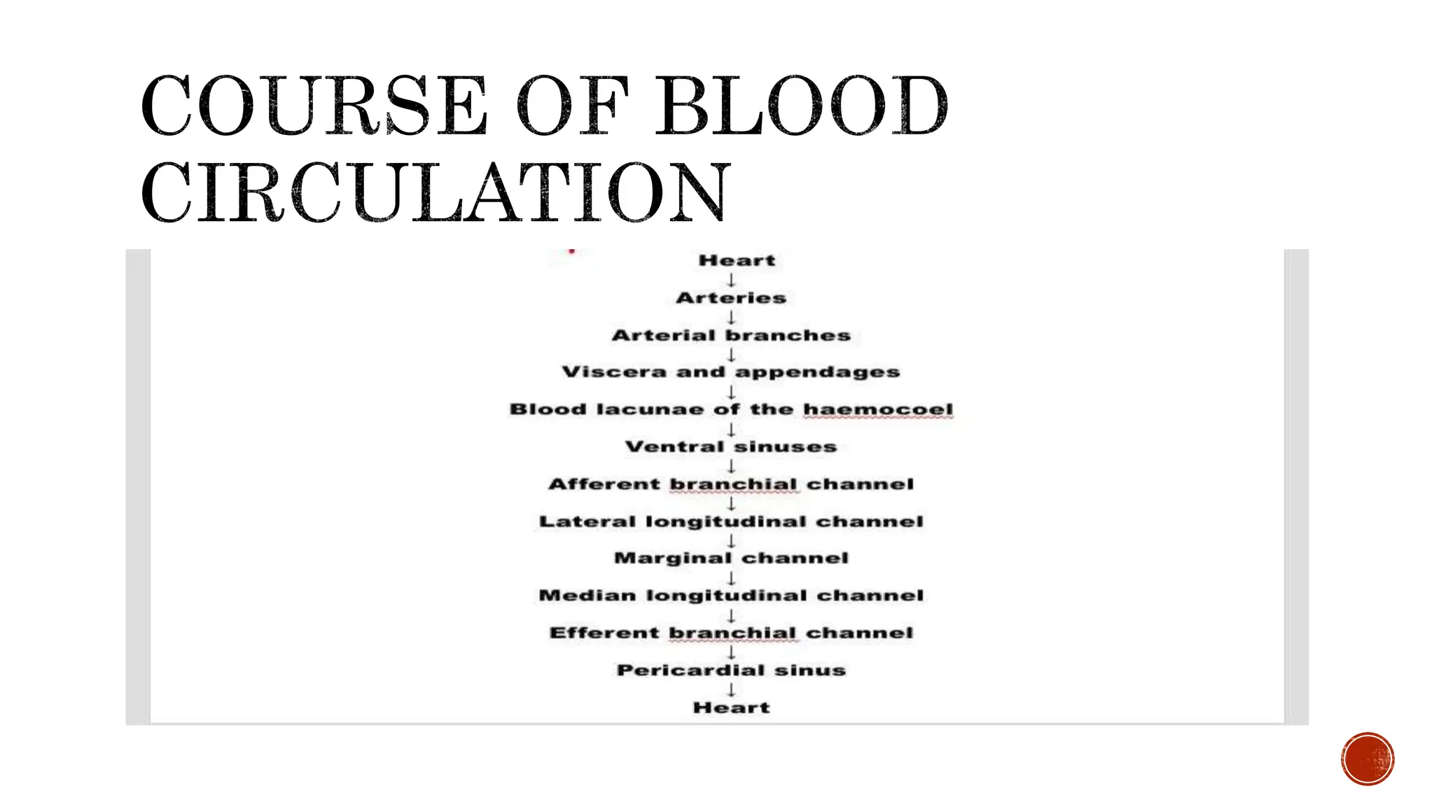 Circulatory system of shrimp and crustaceans.pptx