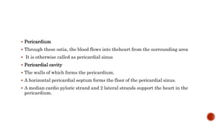 Circulatory system of shrimp and crustaceans.pptx