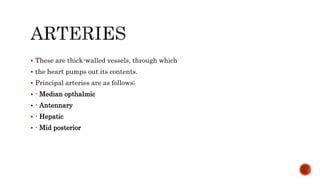 Circulatory system of shrimp and crustaceans.pptx