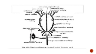 Circulatory system of shrimp and crustaceans.pptx
