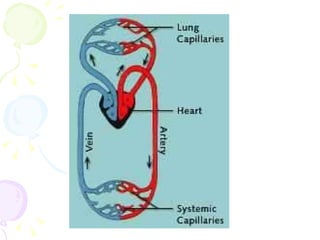 Circulatory System | PPT