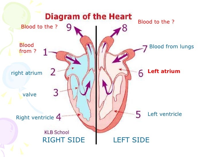 What Separates The Left And Right Side Of The Heart? – YKWEN