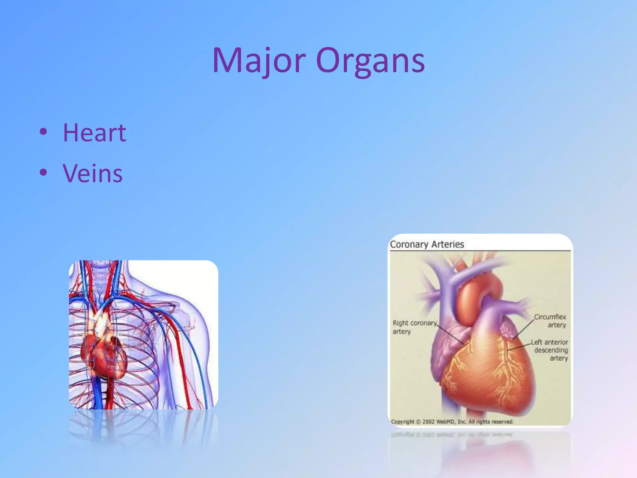 Circulatory system | PPTX
