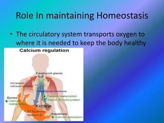 Circulatory system p3 | PPT