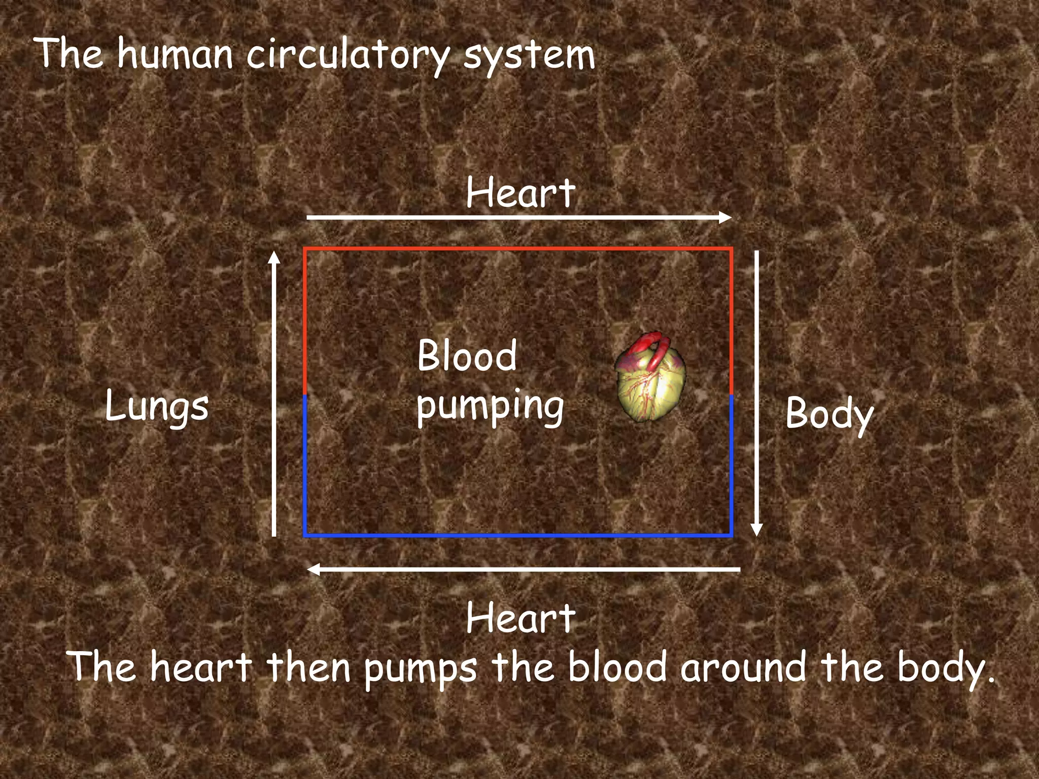 Circulatory system pdf | PDF
