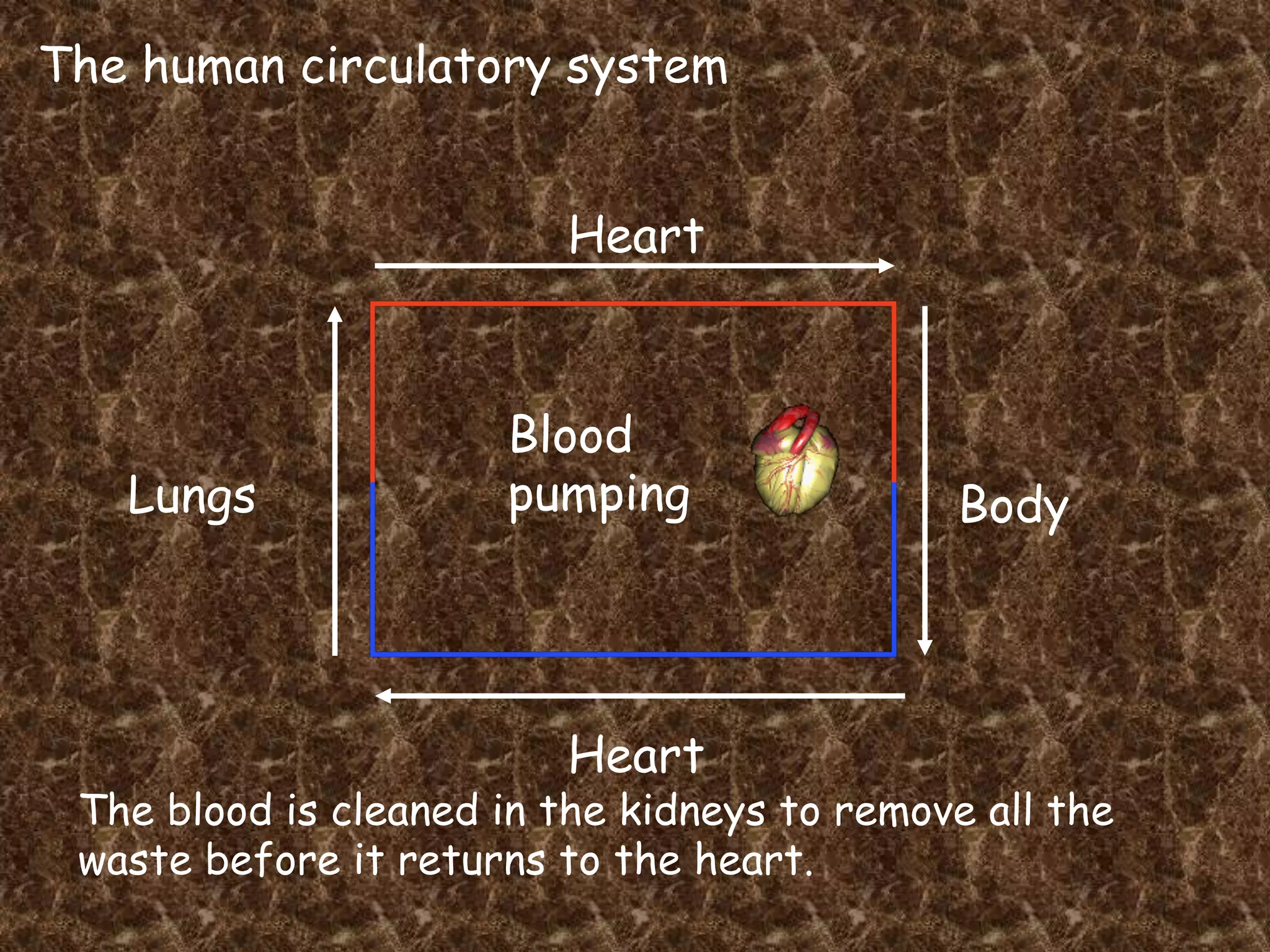 Circulatory system pdf | PDF