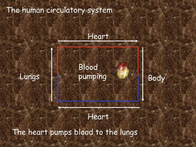 Circulatory system pdf | PDF
