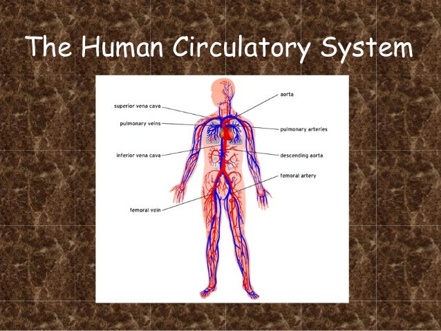 Circulatory System Pdf Circulatory System Pdf