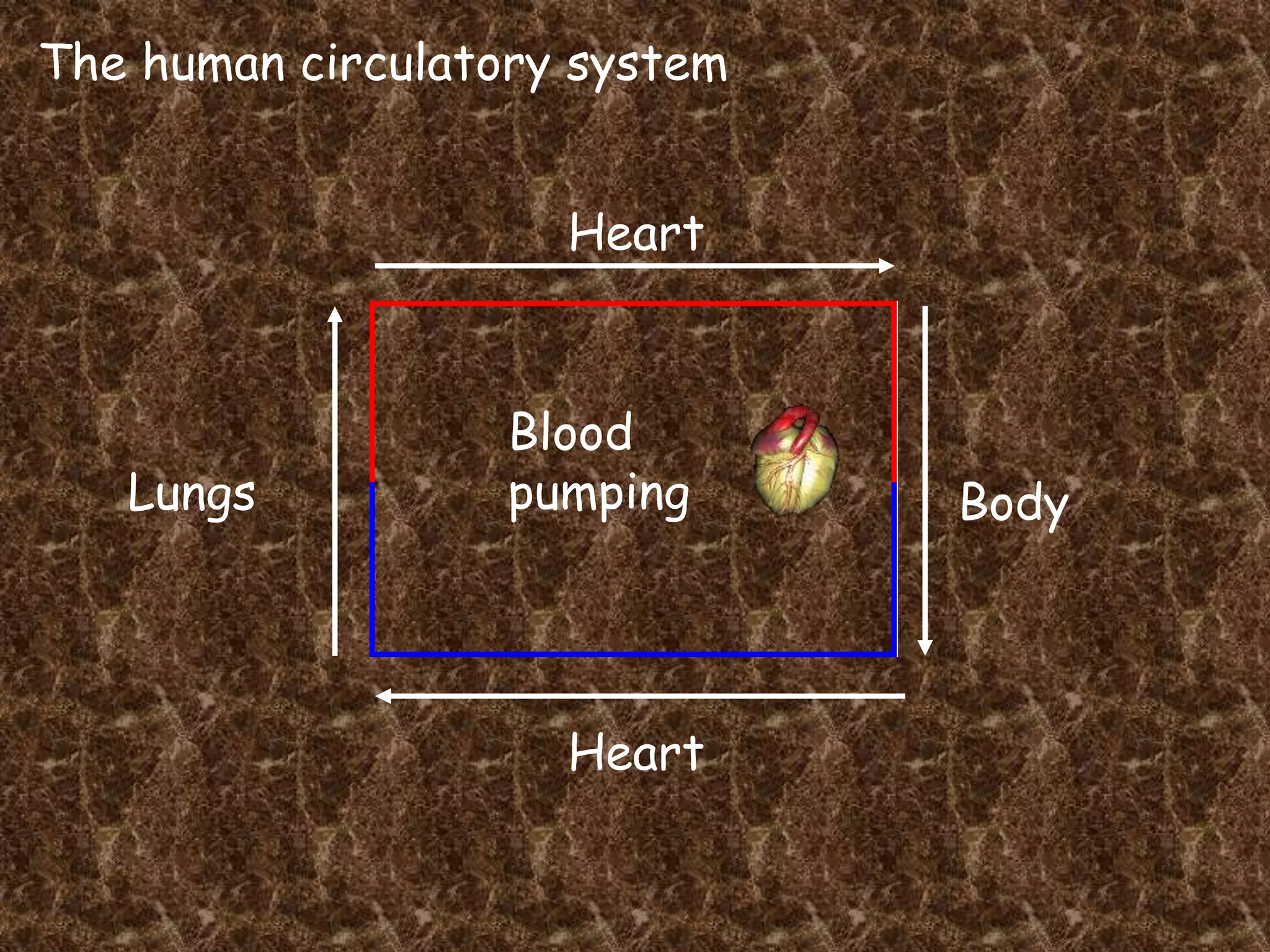 Circulatory system pdf | PPTX