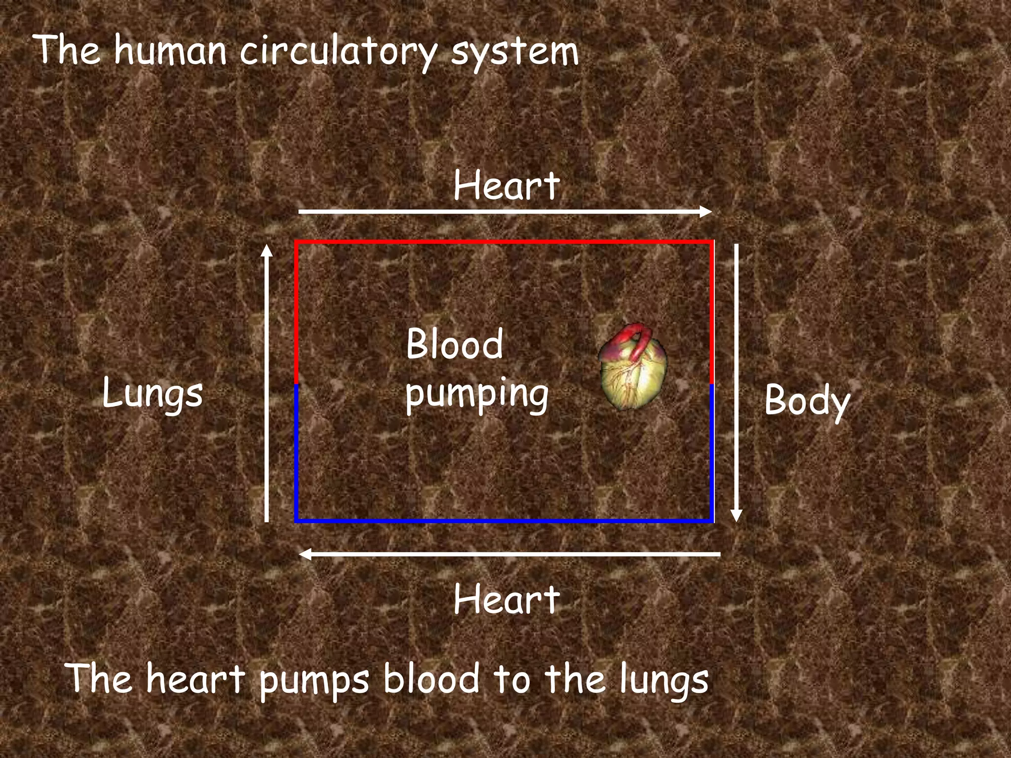 Circulatory system pdf | PPTX