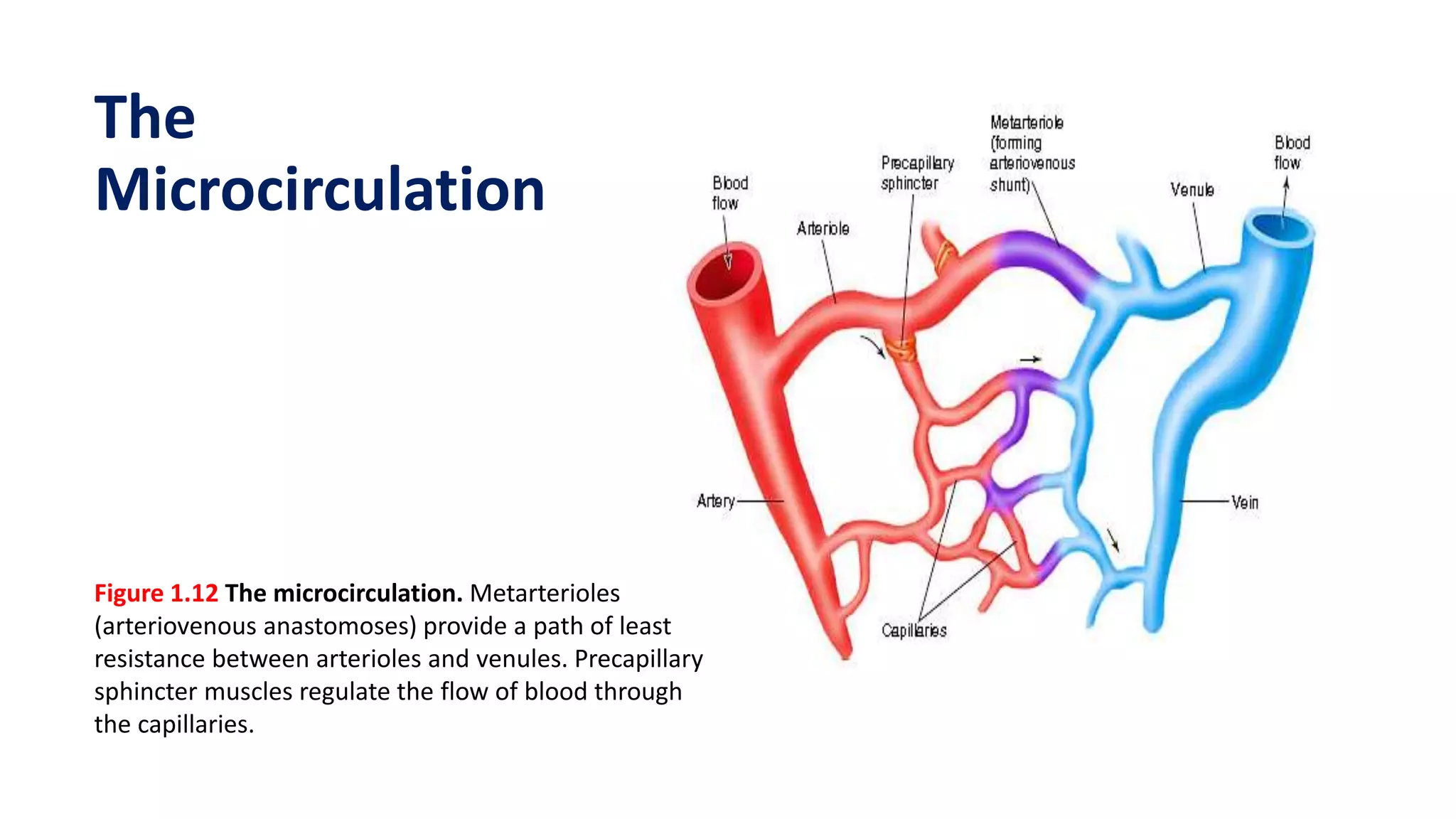 Circulatory System Physiology [Zoo 403] | PPTX