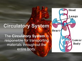 circulatory system ppt.ppt ppt presentation | PPT