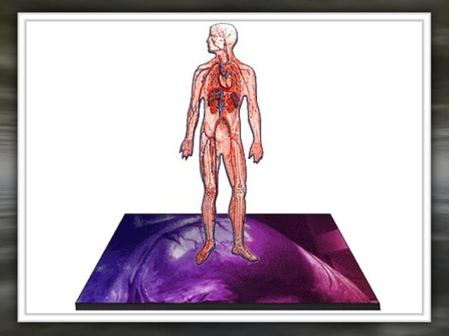 circulatory system pp HUMAN BODY AND FUNCTION.ppt