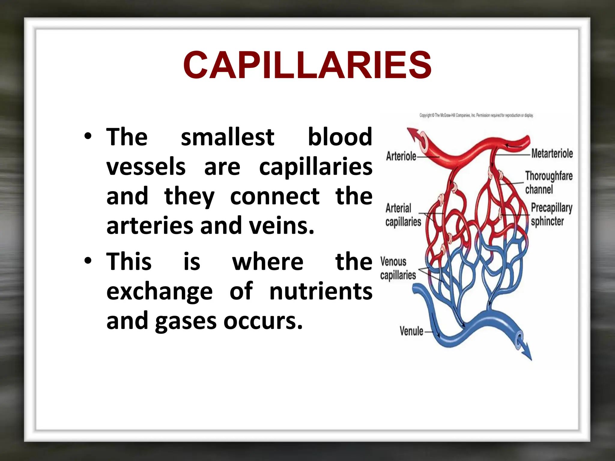 circulatory system biology lab for first | PDF