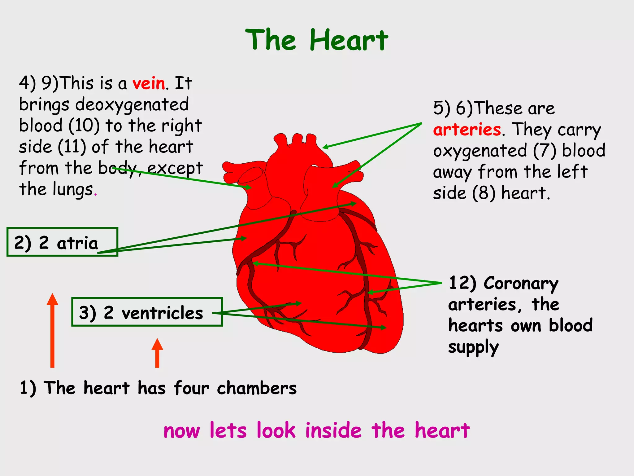 Circulatory System Ppt | PPT