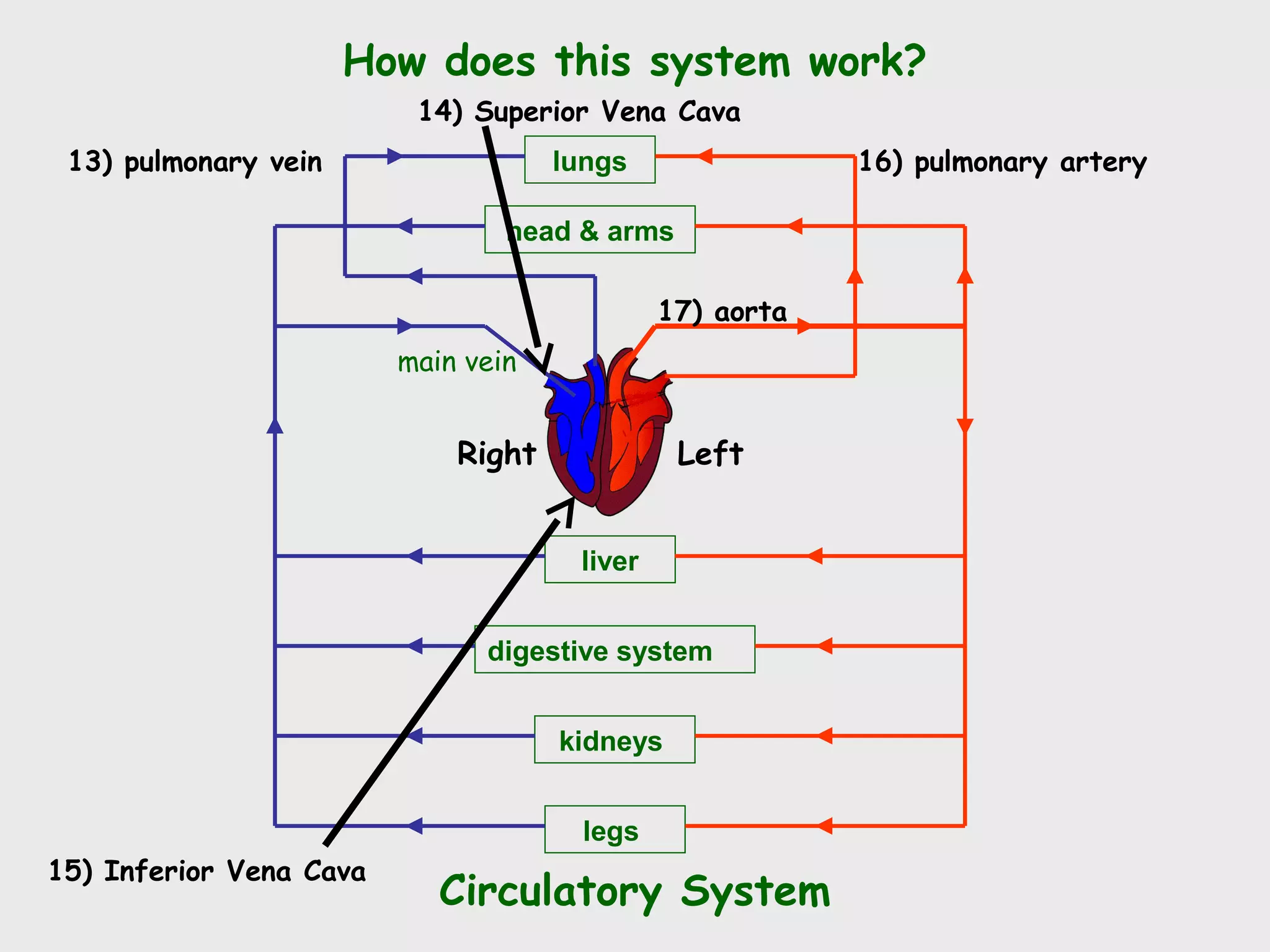 Circulatory System Ppt | PPT