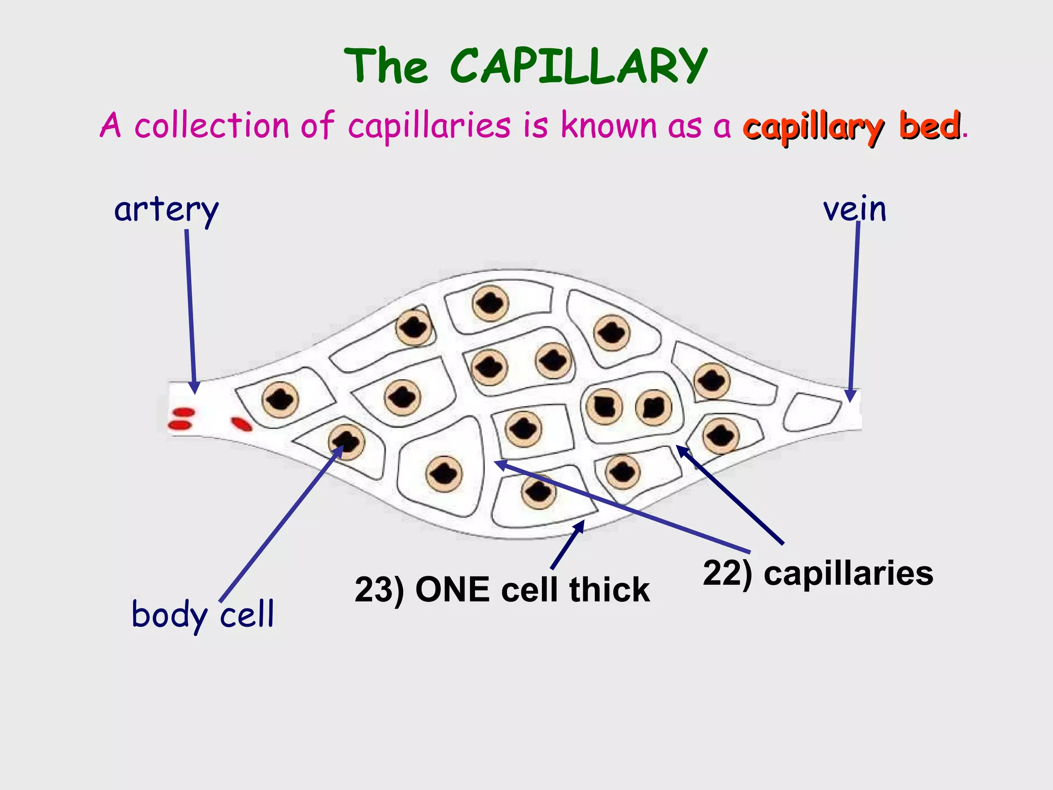 Circulatory System Ppt | PPT