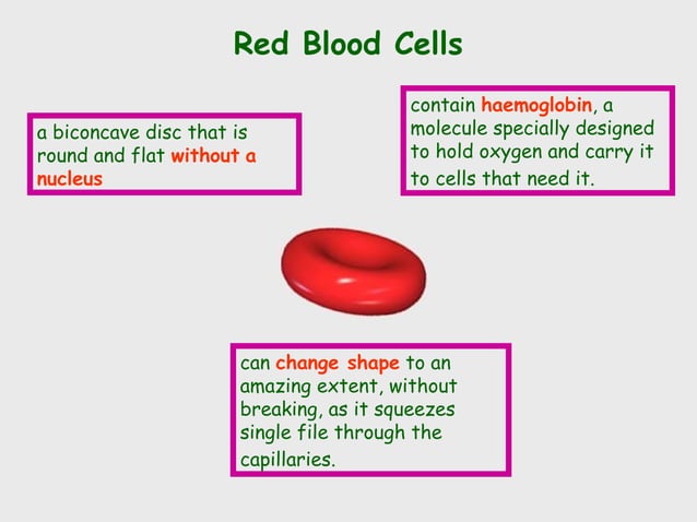 Circulatory System Ppt | PPT