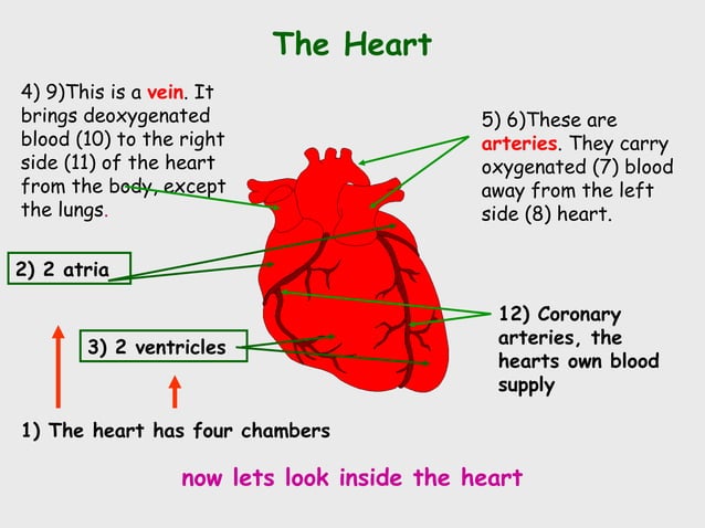 Circulatory System Ppt | PPT