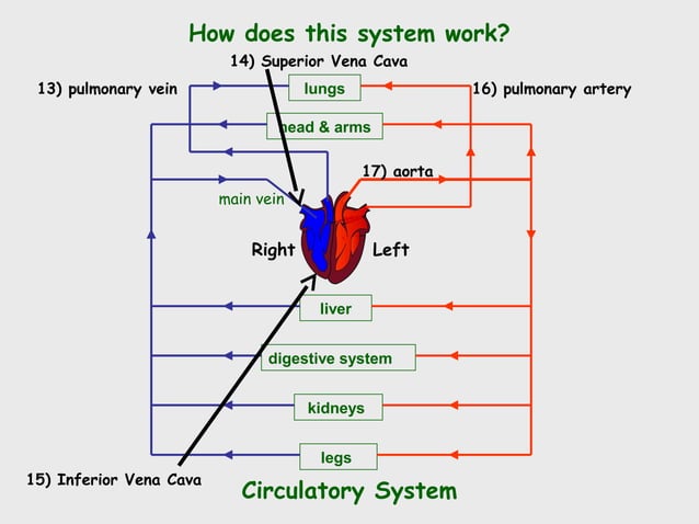 Circulatory System Ppt | PPT