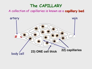 Circulatory System Ppt | PPT
