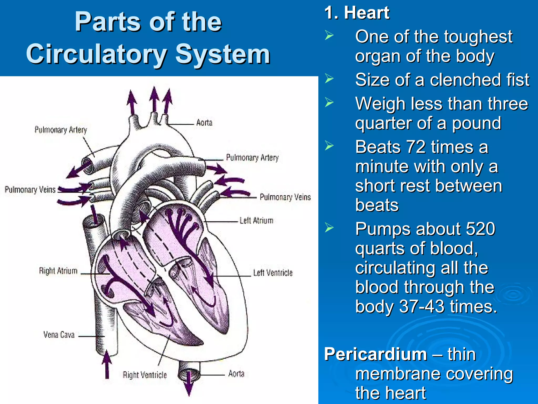CIRCULATORY SYSTEM | PPT