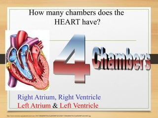 Circulatory system ppt | PPT | Heart and Cardiovascular Diseases ...
