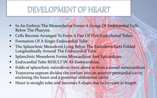 Circulatory system ppt | PPT