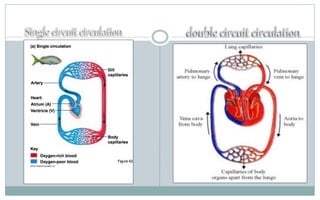 Circulatory system ppt | PPT