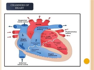 Circulatory system PPT details of .pptx