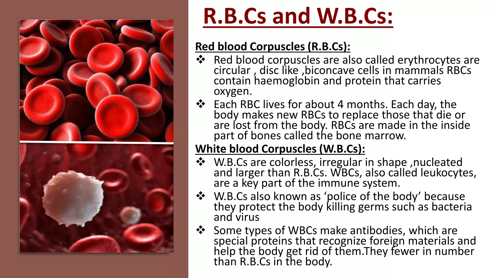 Circulatory system grade 9 | PPTX