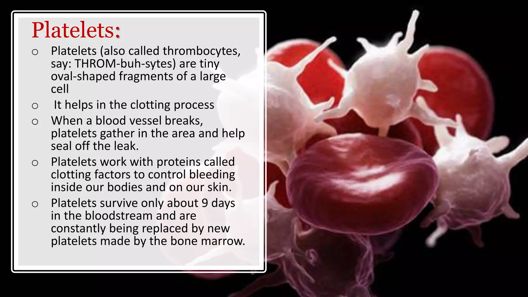 Circulatory system grade 9 | PPTX
