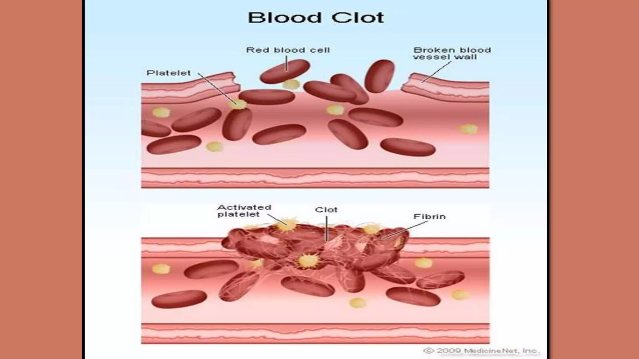 Circulatory system grade 9 | PPTX