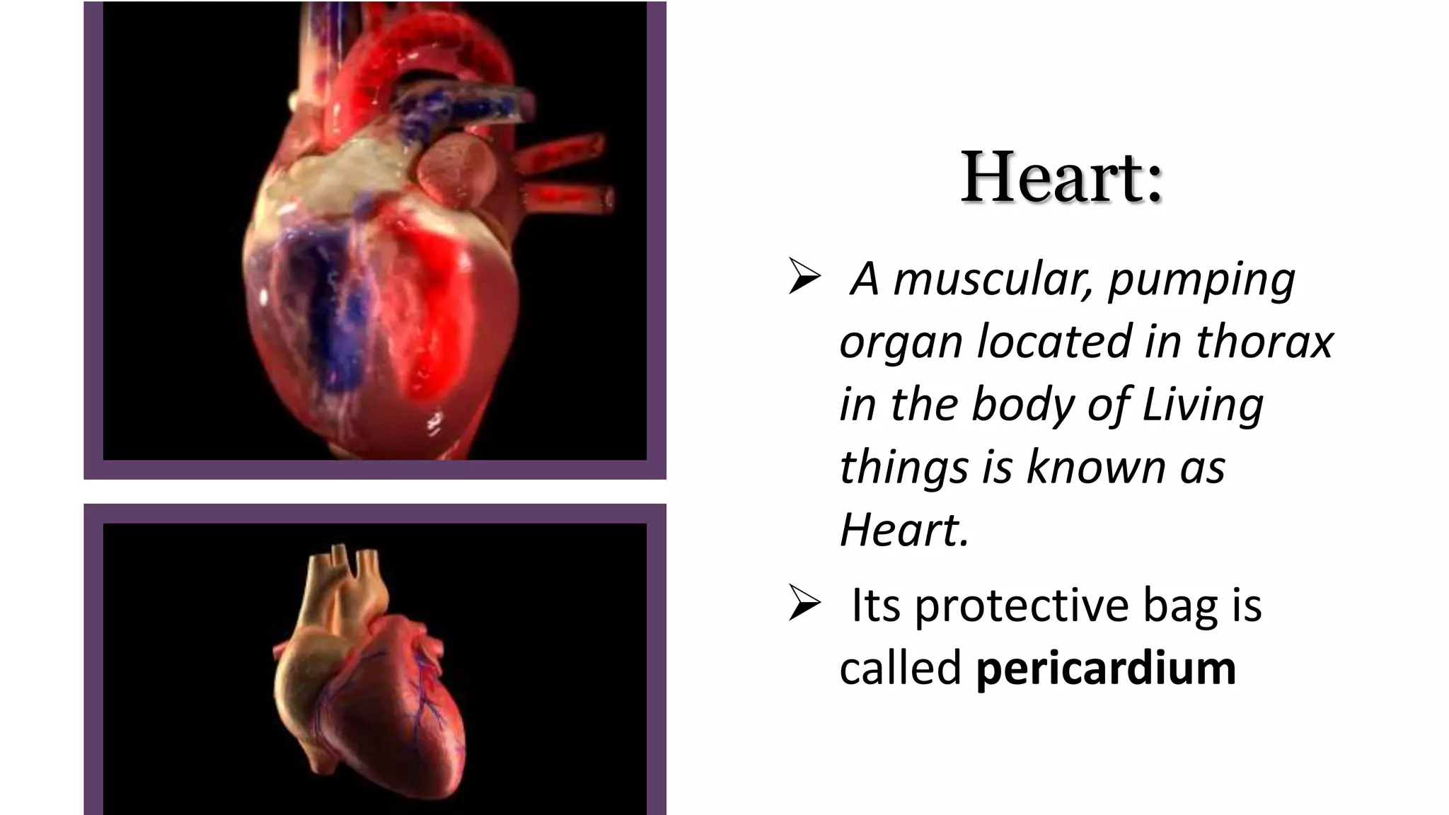Circulatory system grade 9 | PPTX
