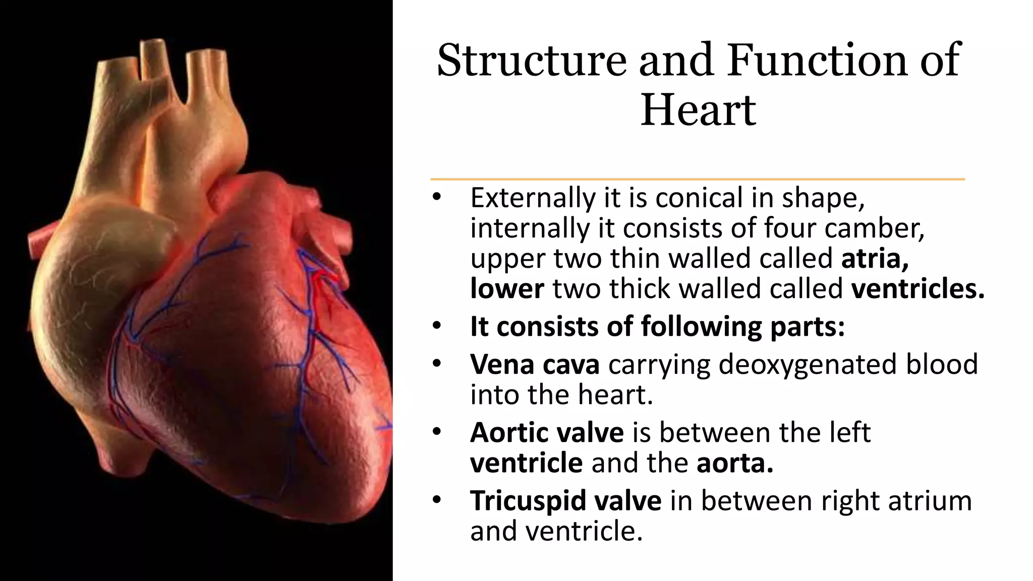 Circulatory system grade 9 | PPTX
