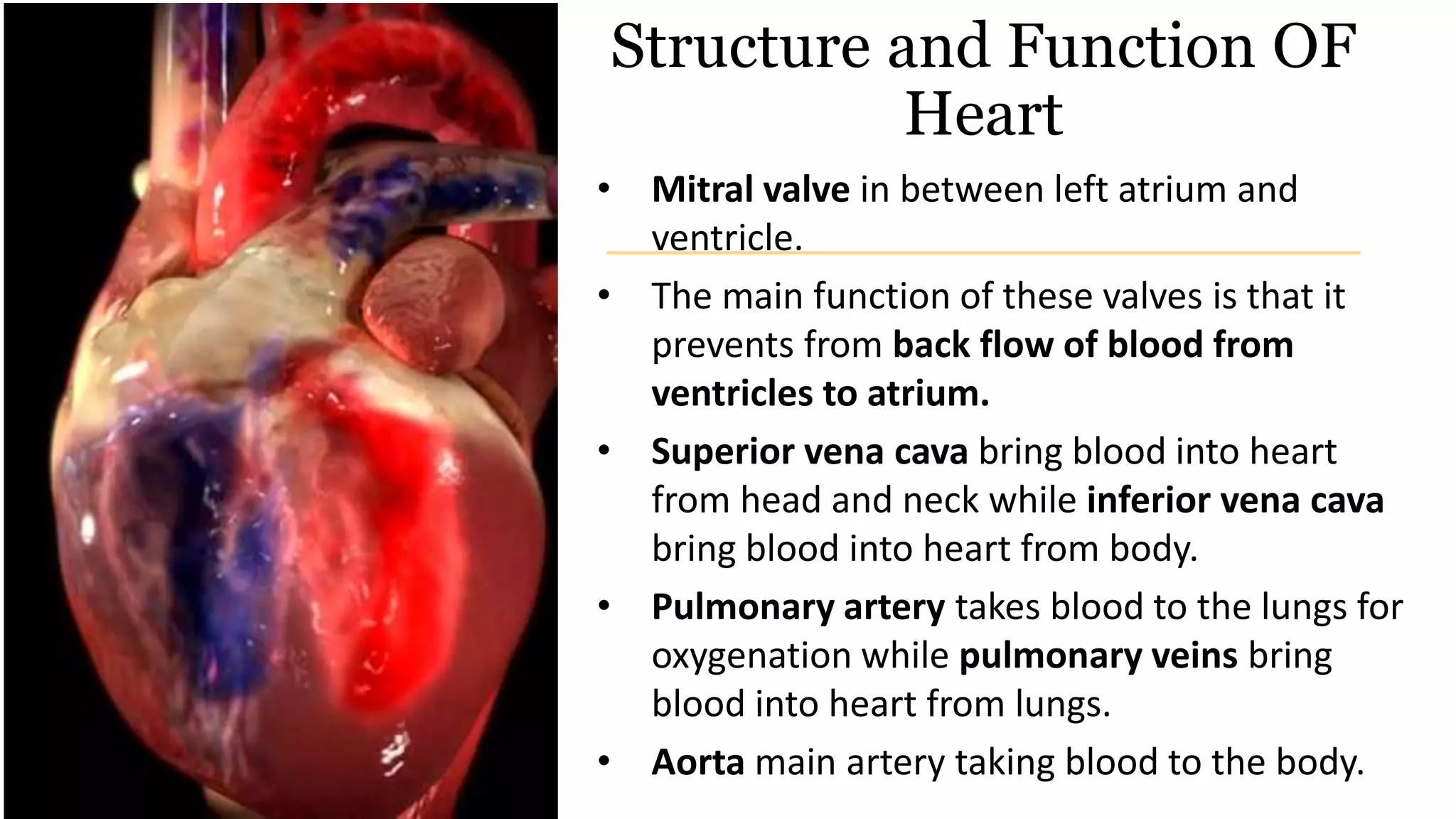 Circulatory system grade 9 | PPTX