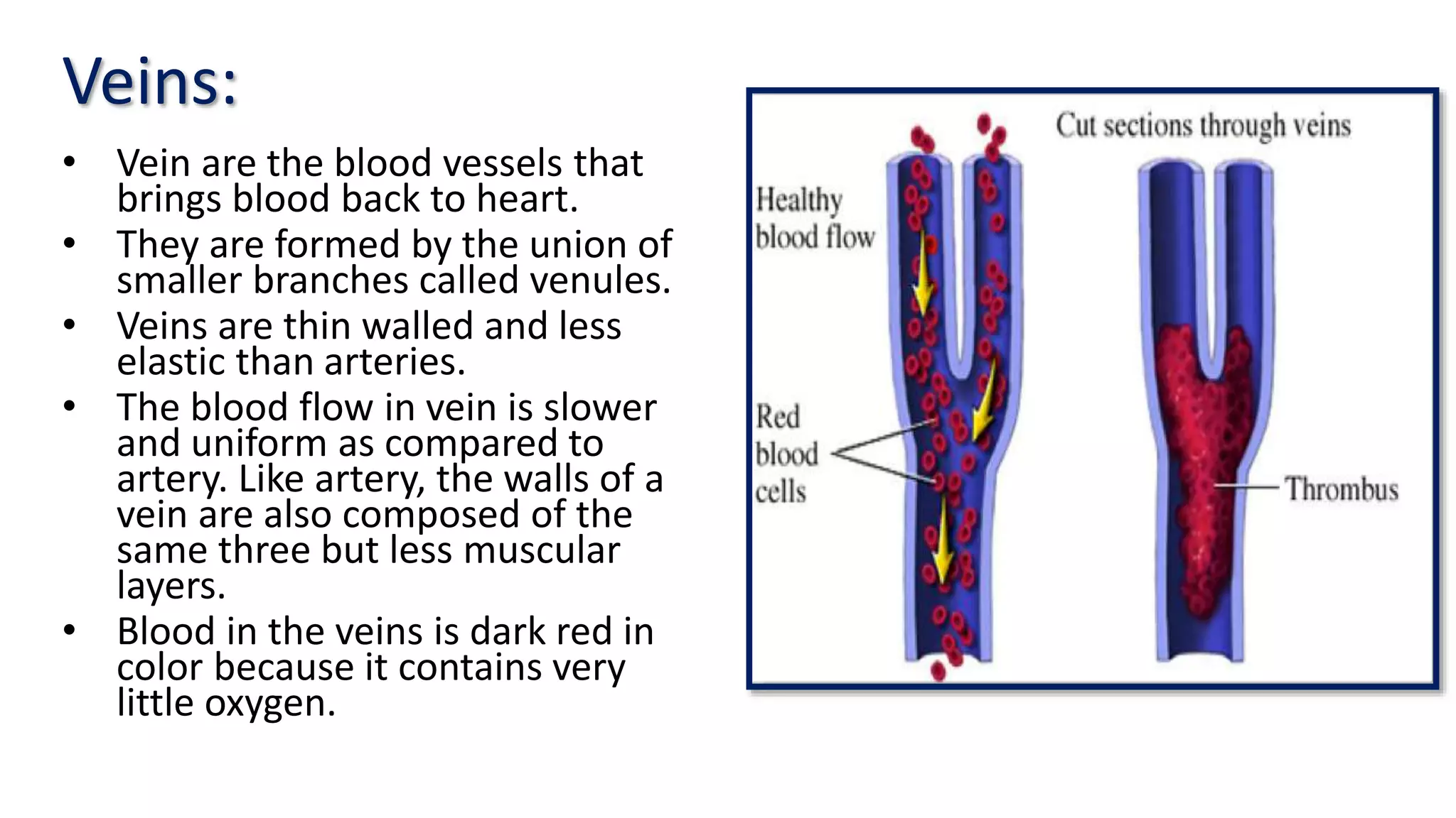Circulatory system grade 9 | PPTX