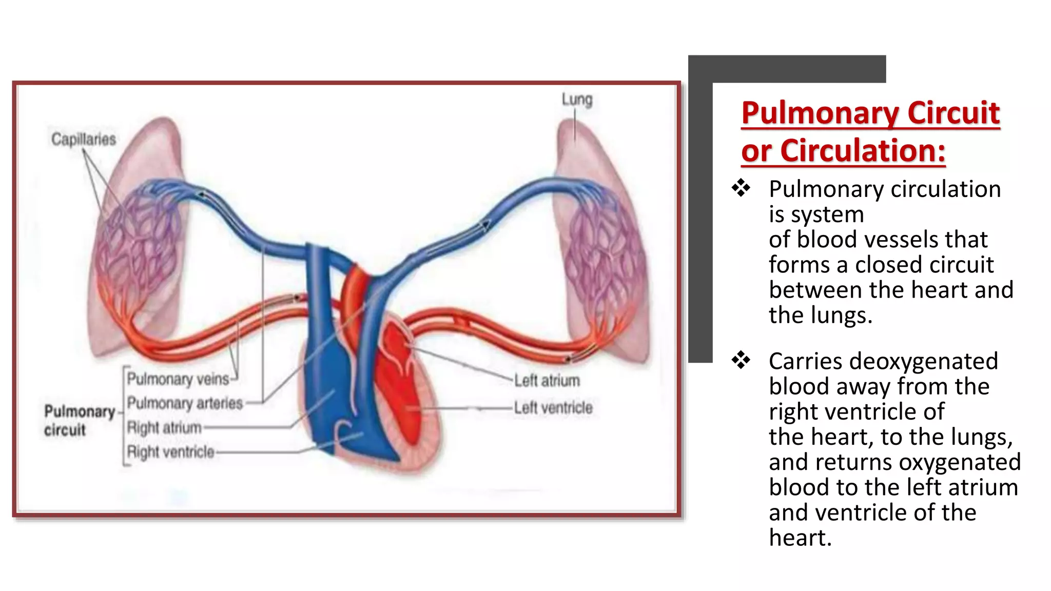 Circulatory system grade 9 | PPTX
