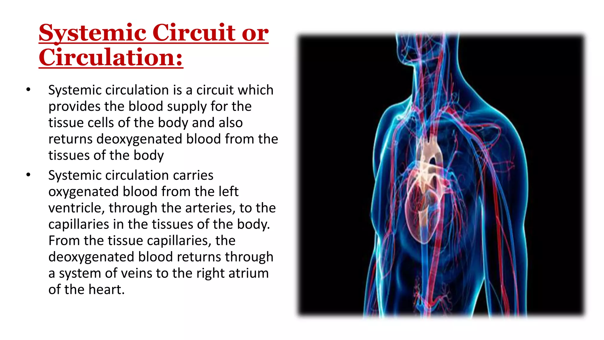 Circulatory system grade 9 | PPTX