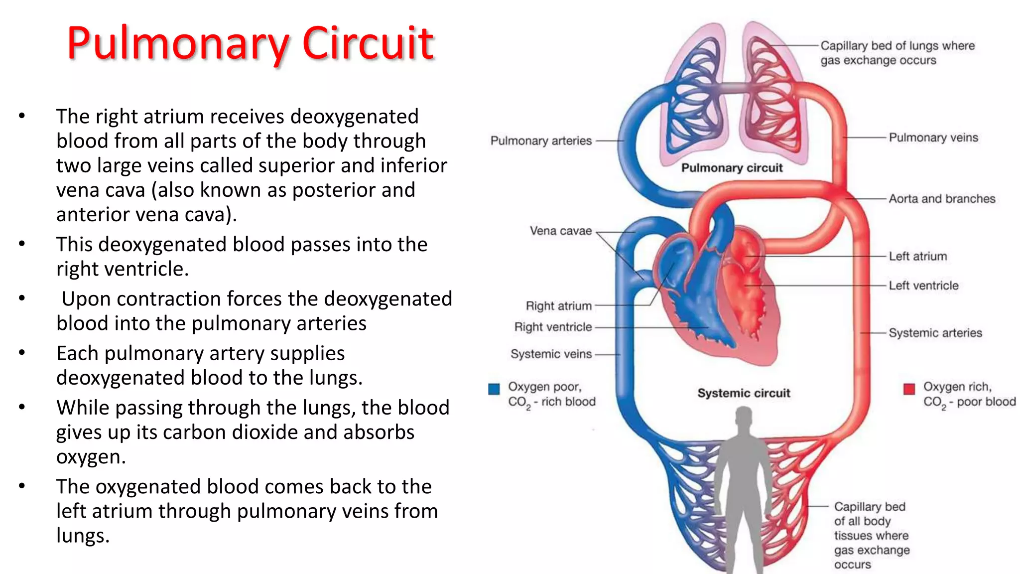 Circulatory system grade 9 | PPTX