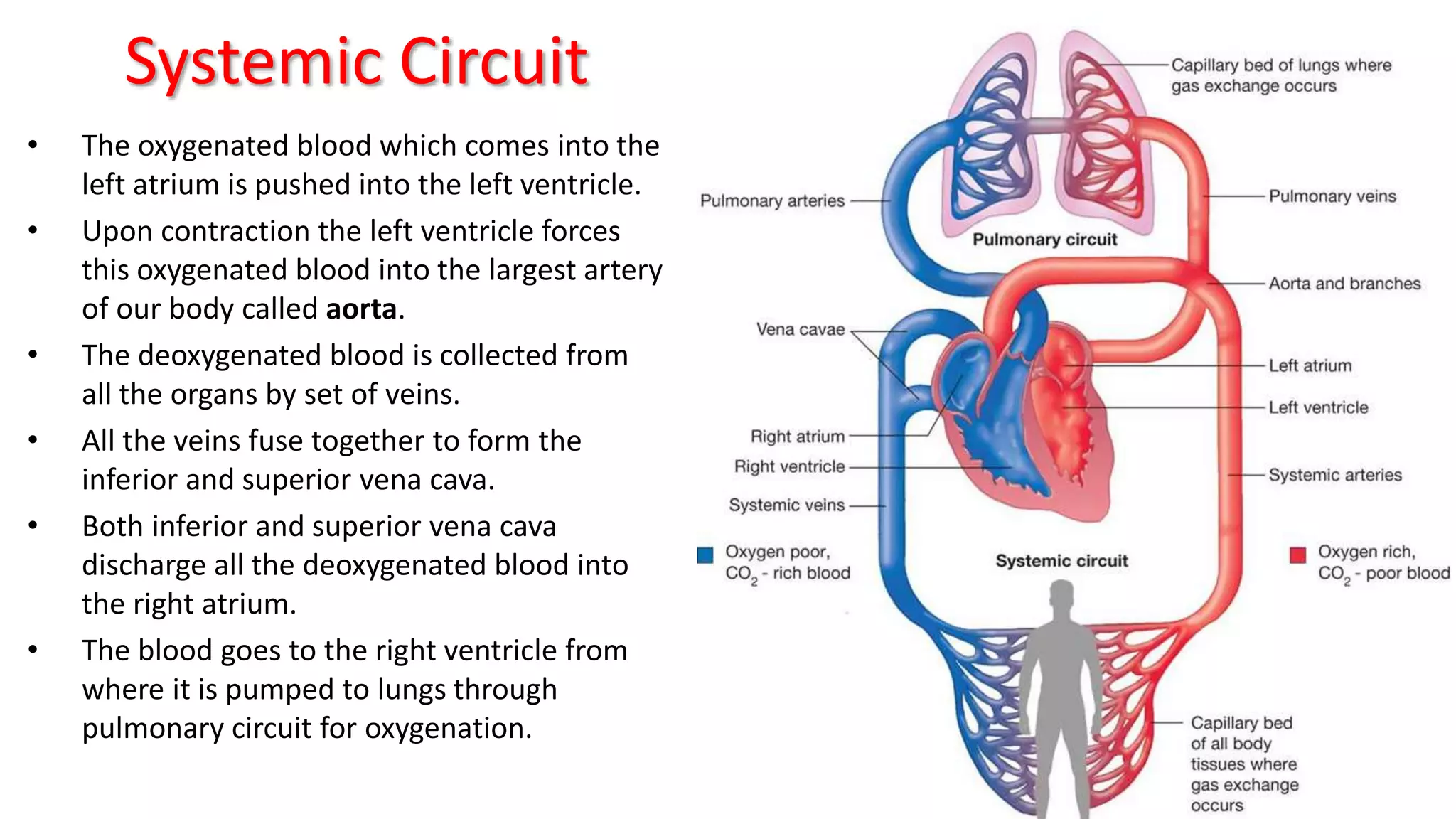 Circulatory system grade 9 | PPTX