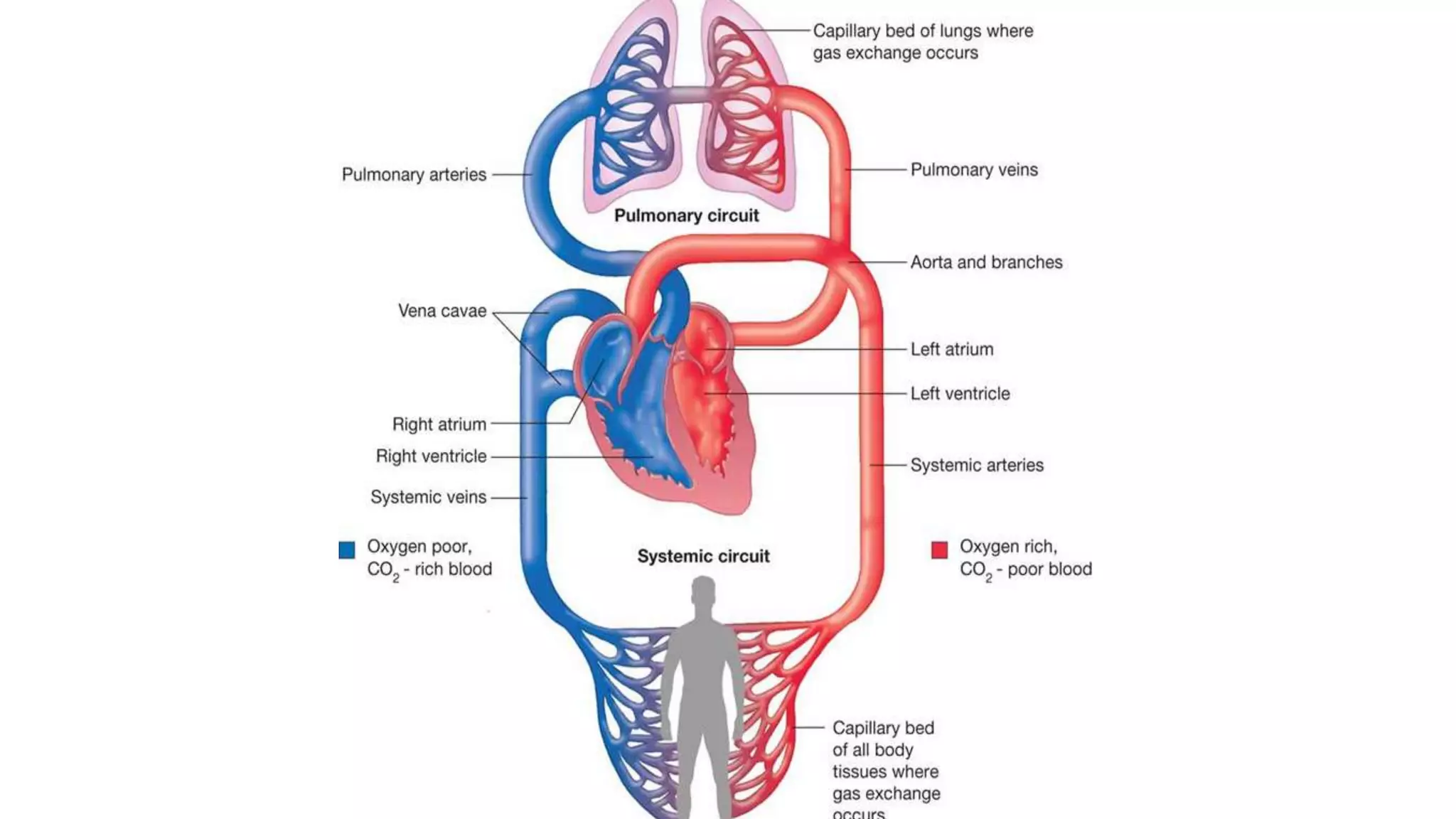 Circulatory system grade 9 | PPTX